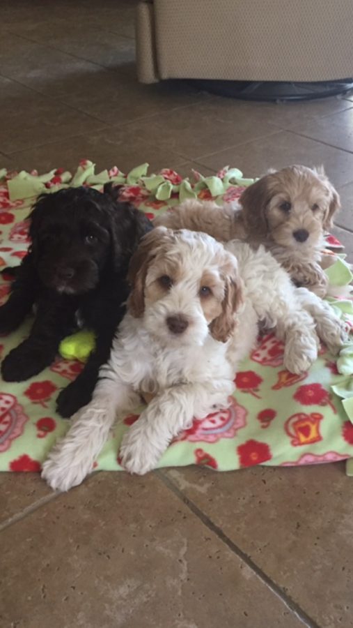 Chocolate, Cream & Caramel Labradoodle Puppies in CA