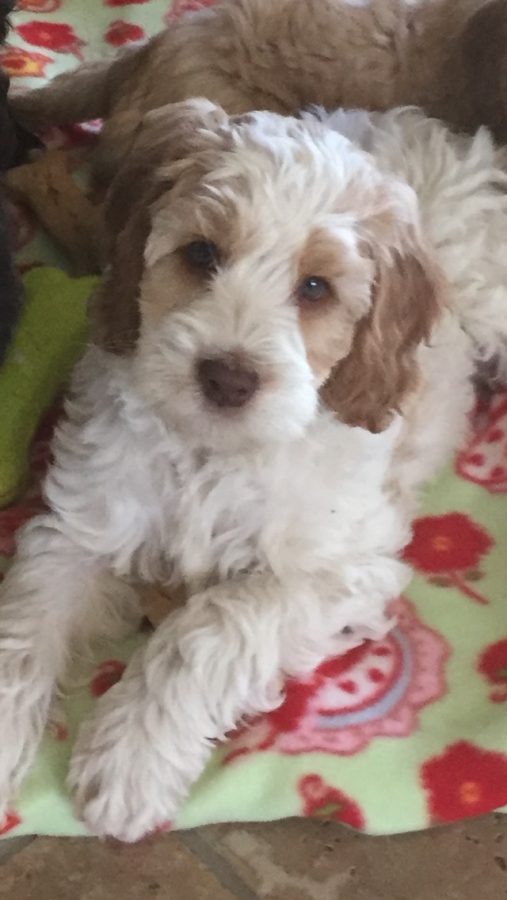 Chocolate, Cream & Caramel Labradoodle Puppies in CA