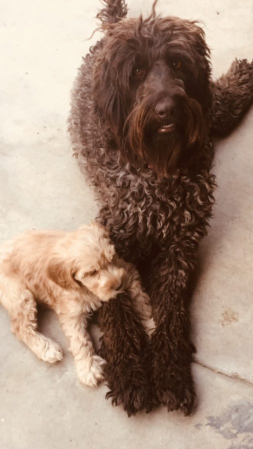 Chocolate, Cream & Caramel Labradoodle Puppies in CA