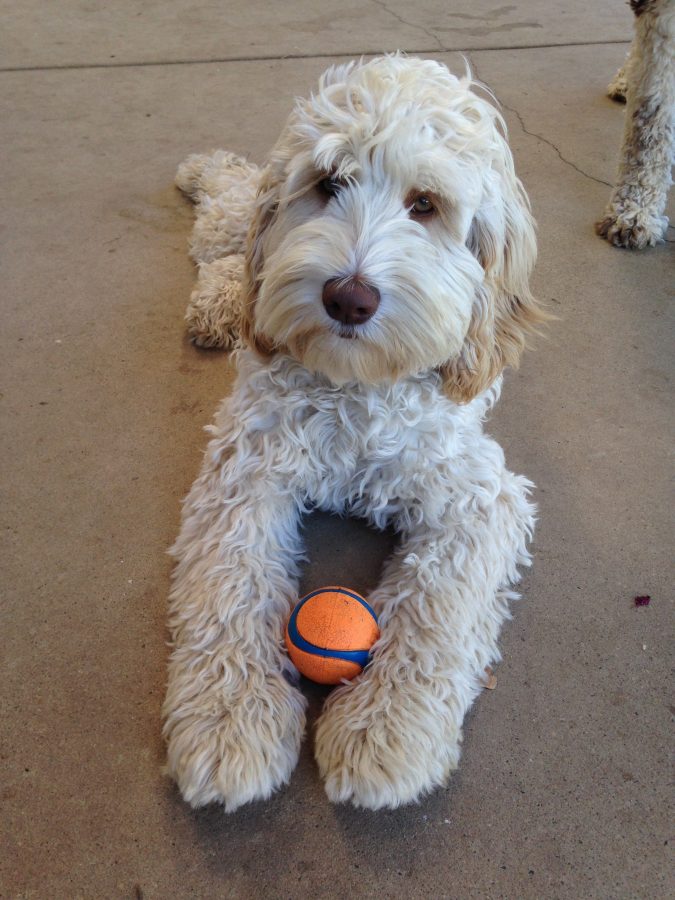Chocolate, Cream & Caramel Labradoodle Puppies in CA