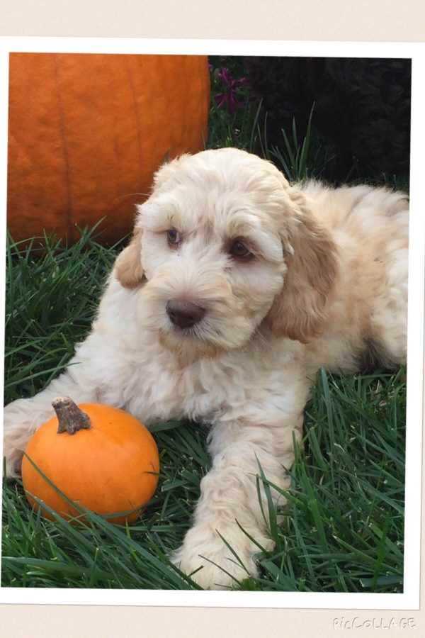Chocolate, Cream & Caramel Labradoodle Puppies in CA