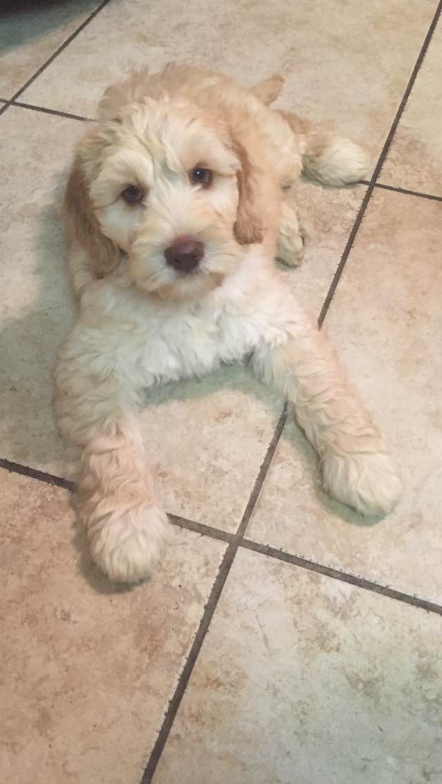 Chocolate, Cream & Caramel Labradoodle Puppies in CA